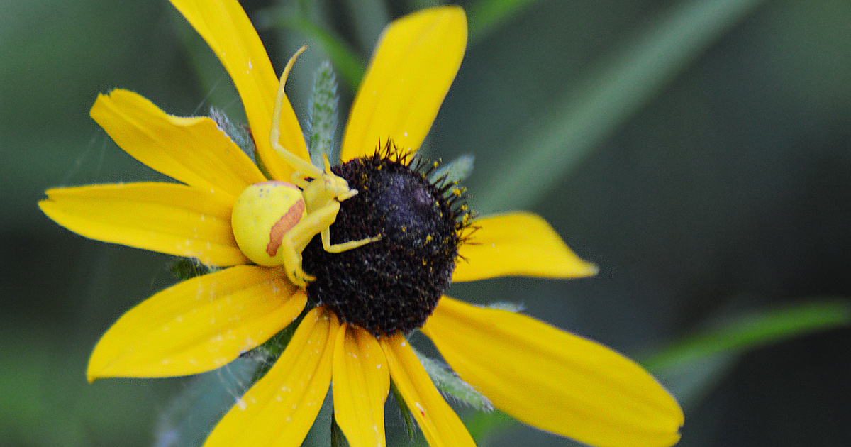 Insect Safari At Cedar Grove